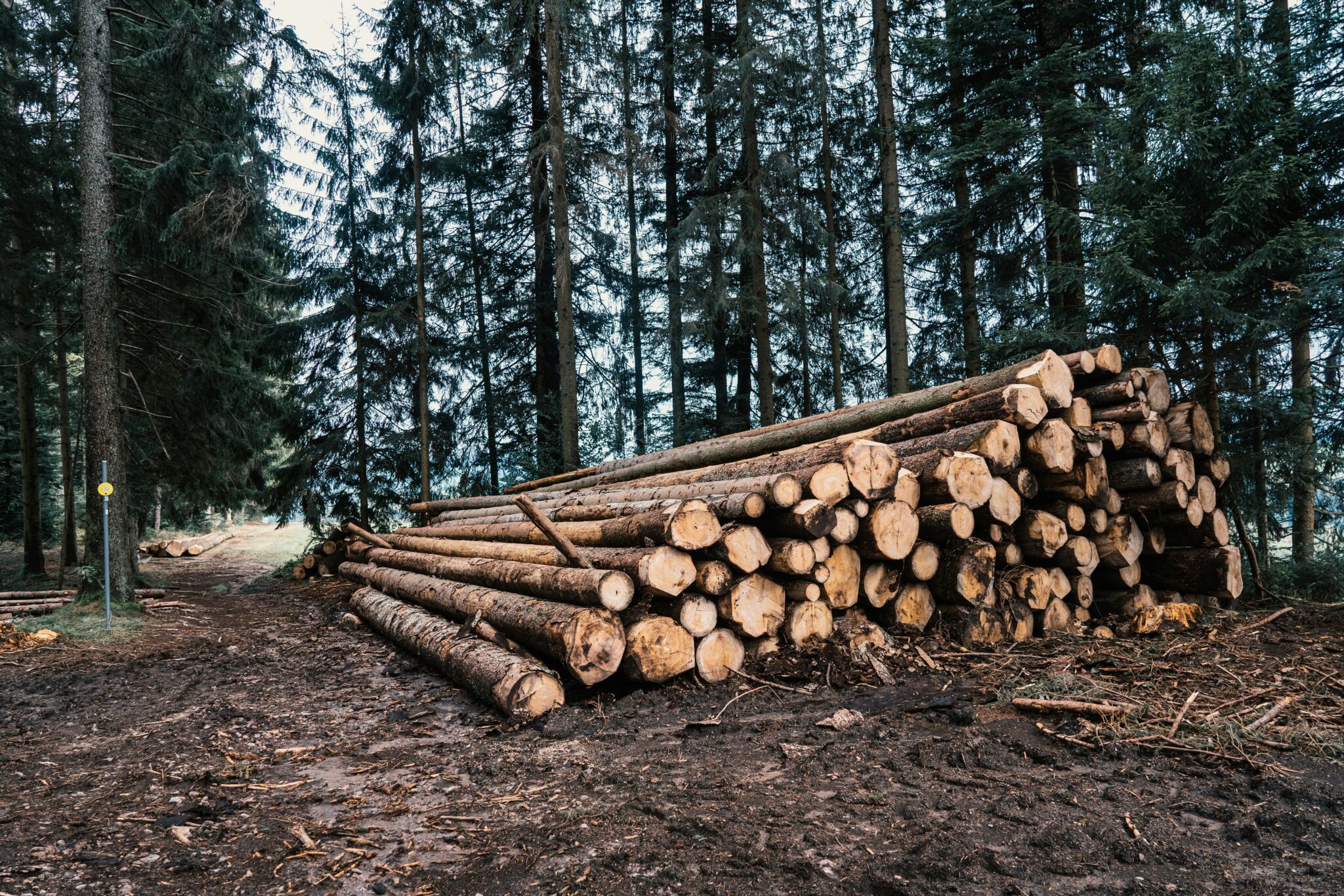 What role does modern forestry—such as mixed species planting—play in ...